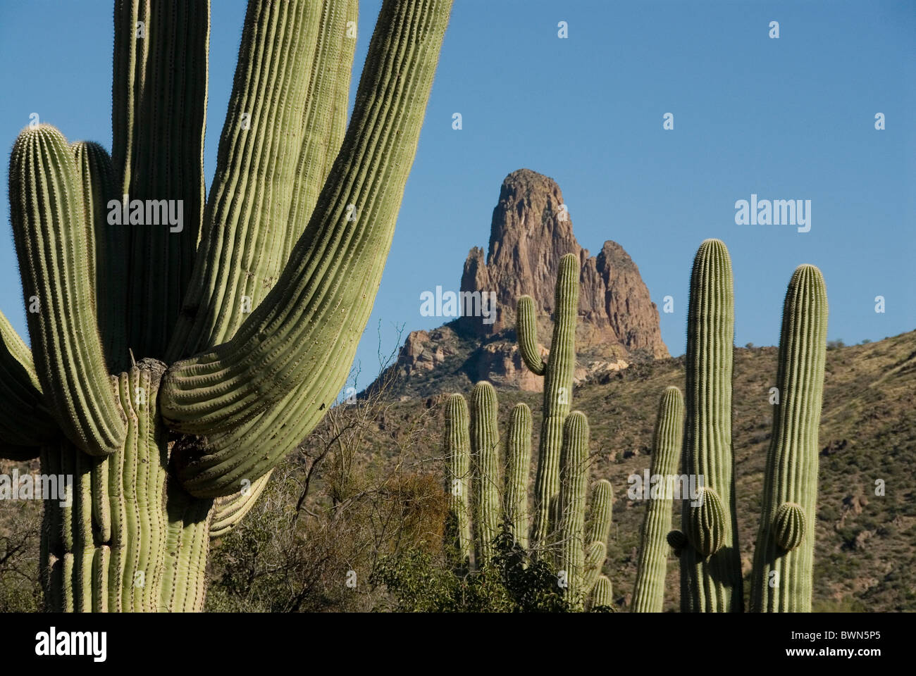 USA America United States North America Weaver Needle Arizona ...