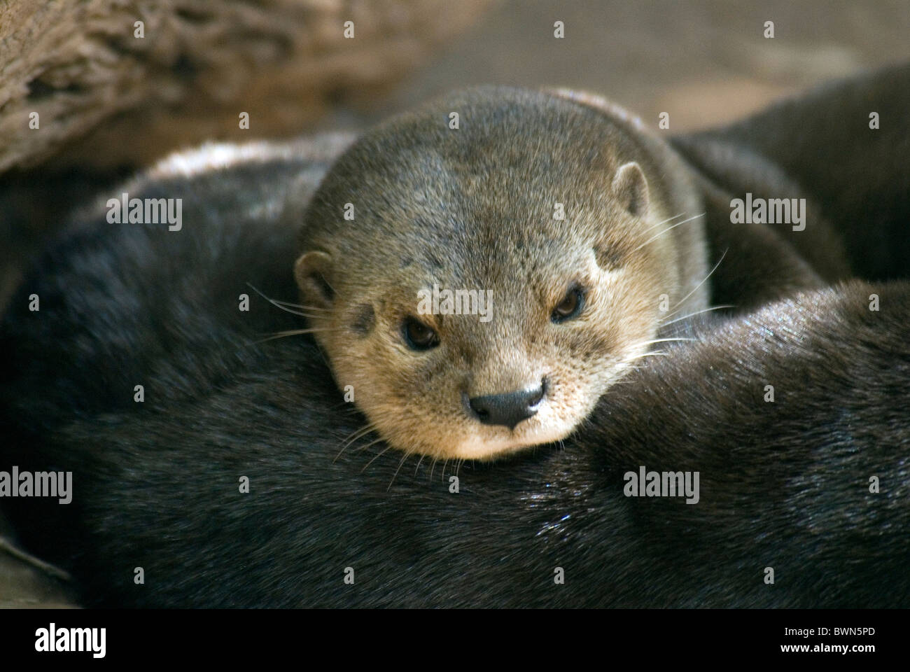 Spotted-necked Otter Lutra maculicollis otter animal Stock Photo - Alamy