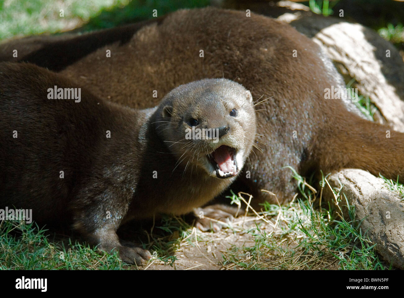 Spotted-necked Otter Lutra maculicollis otter animal Stock Photo - Alamy