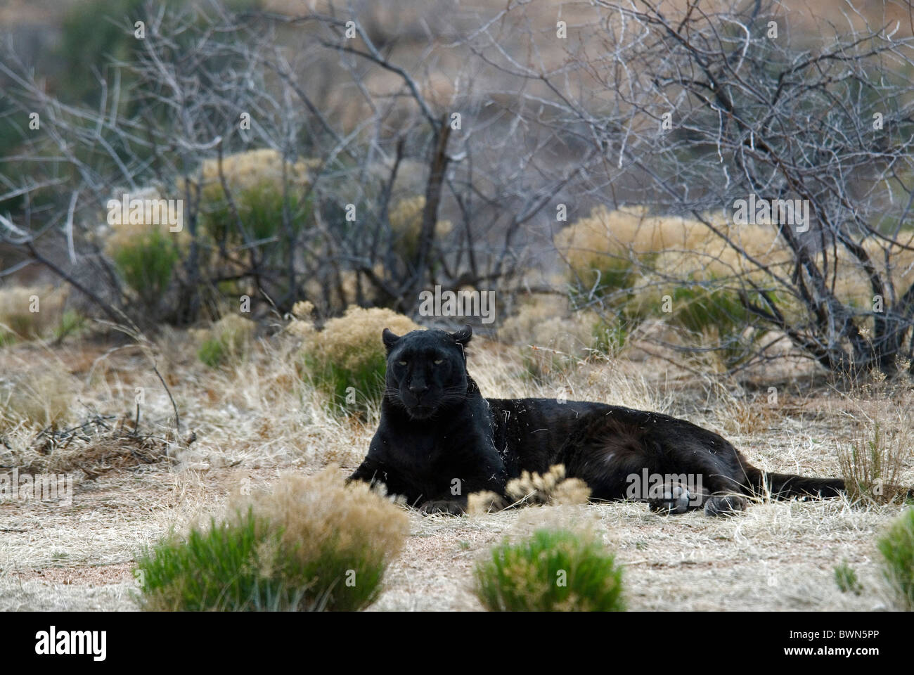 Black leopard Panthera pardus Black panther lying animal Stock Photo ...