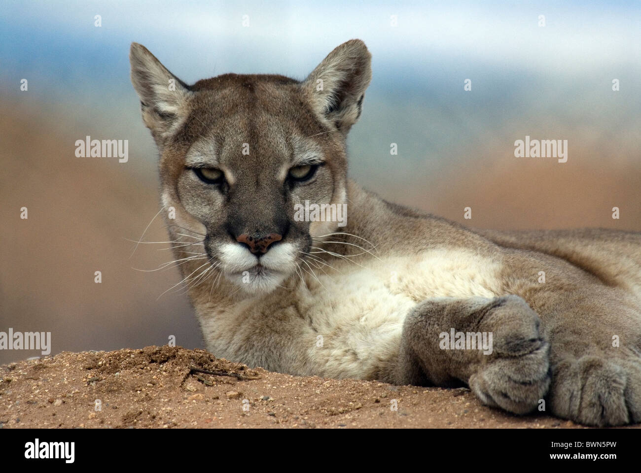 10837091 hi-res stock photography and images - Alamy