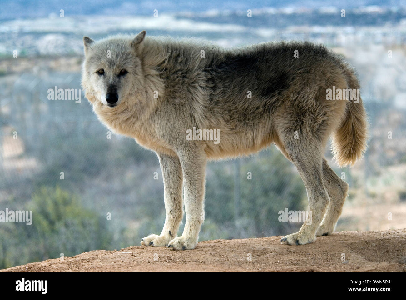 One wolf hi-res stock photography and images - Alamy