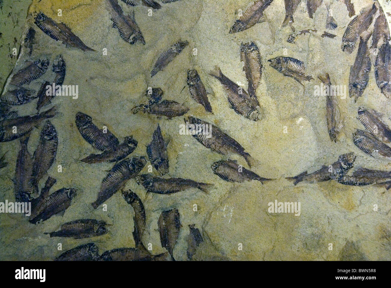 Palaeontology hi-res stock photography and images - Alamy