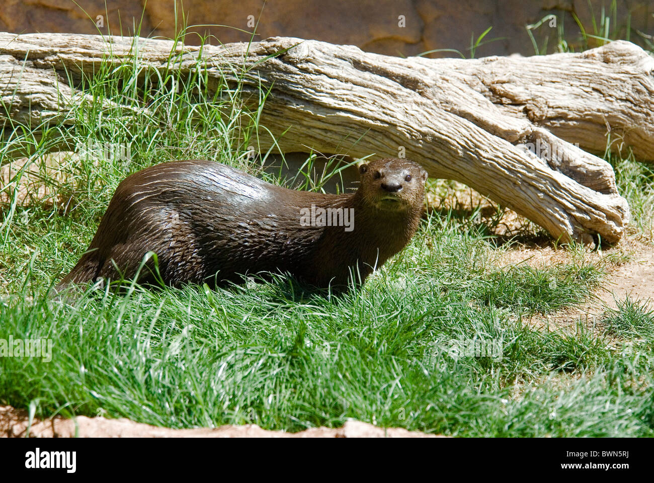 Spotted-necked Otter Lutra maculicollis otter animal Stock Photo - Alamy