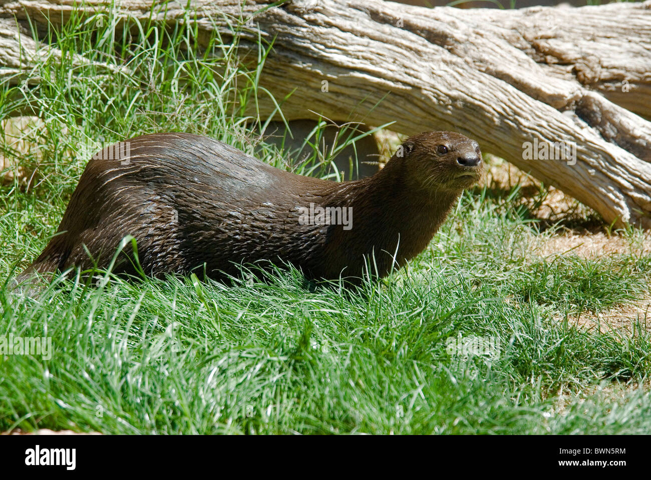 Spotted-necked Otter Lutra maculicollis otter animal Stock Photo - Alamy