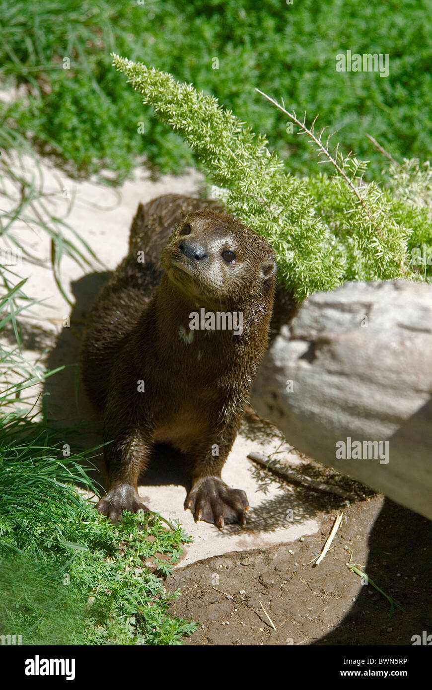 Spotted-necked Otter Lutra maculicollis otter animal Stock Photo - Alamy