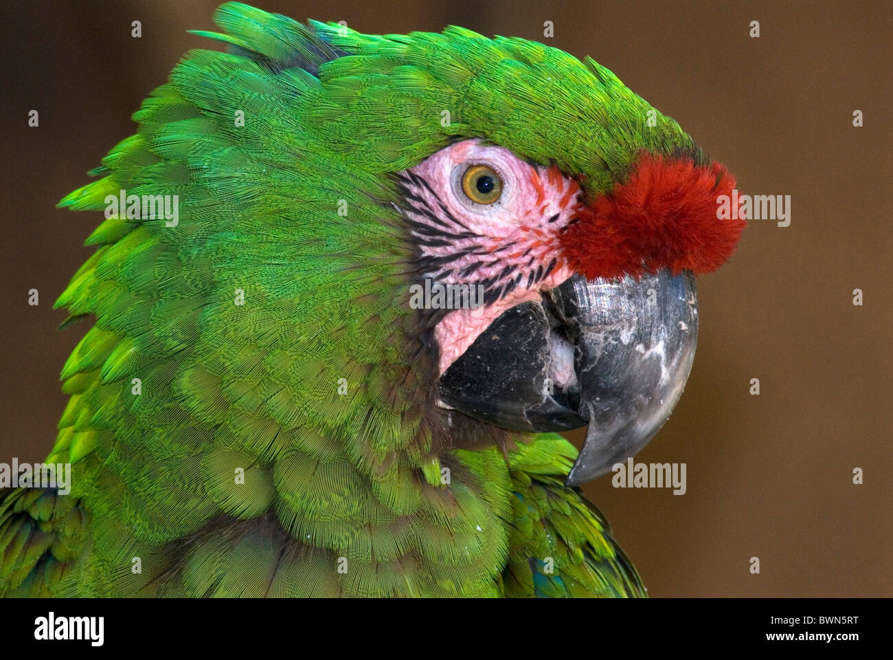 Portrait side face hi-res stock photography and images - Alamy