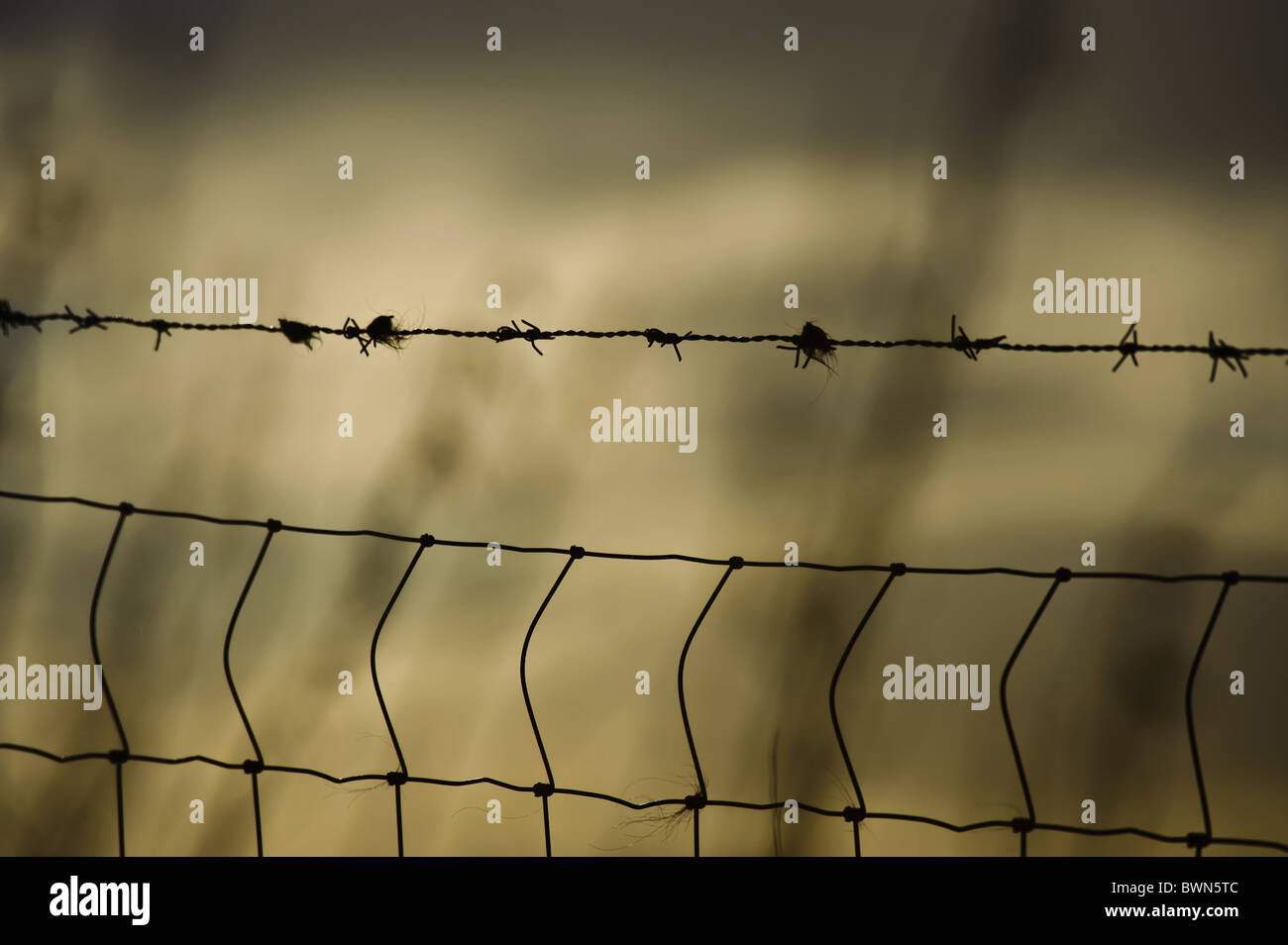 Barbed wire fence Stock Photo - Alamy