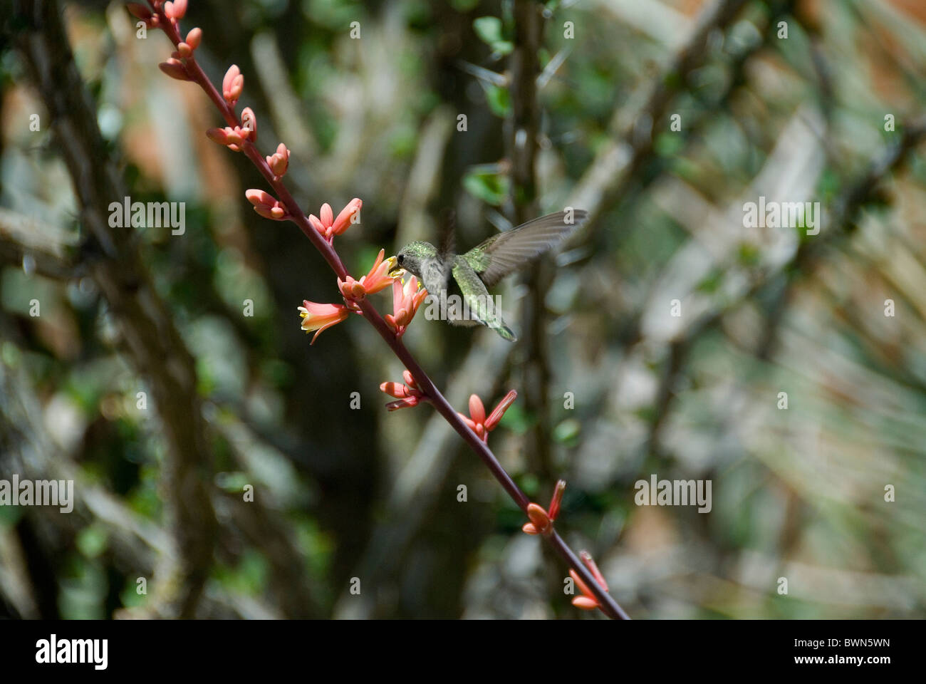 Costa Hummingbird Calypte costae bird flower flying Stock Photo - Alamy