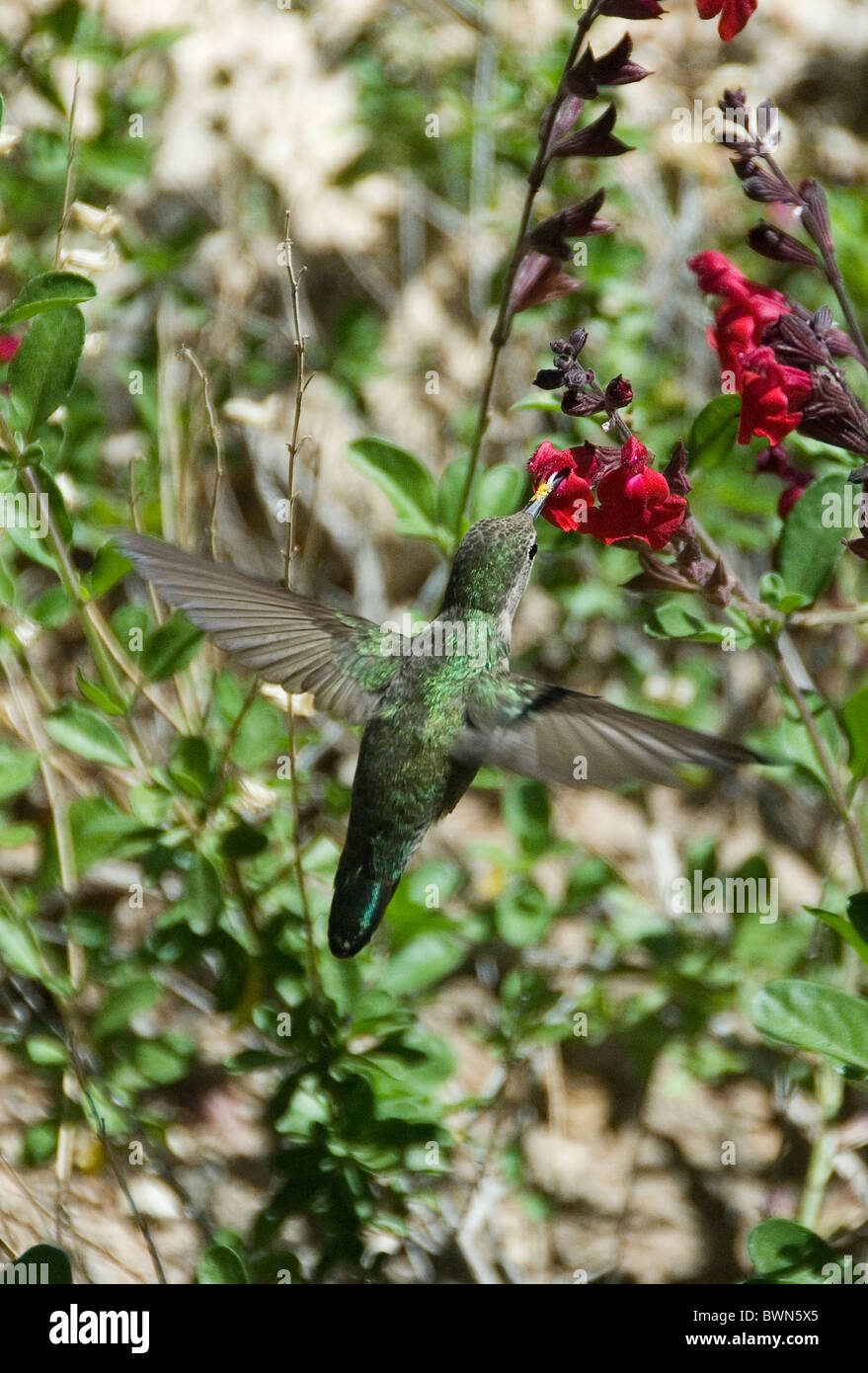 Costa Hummingbird Calypte costae bird flower flying Stock Photo - Alamy