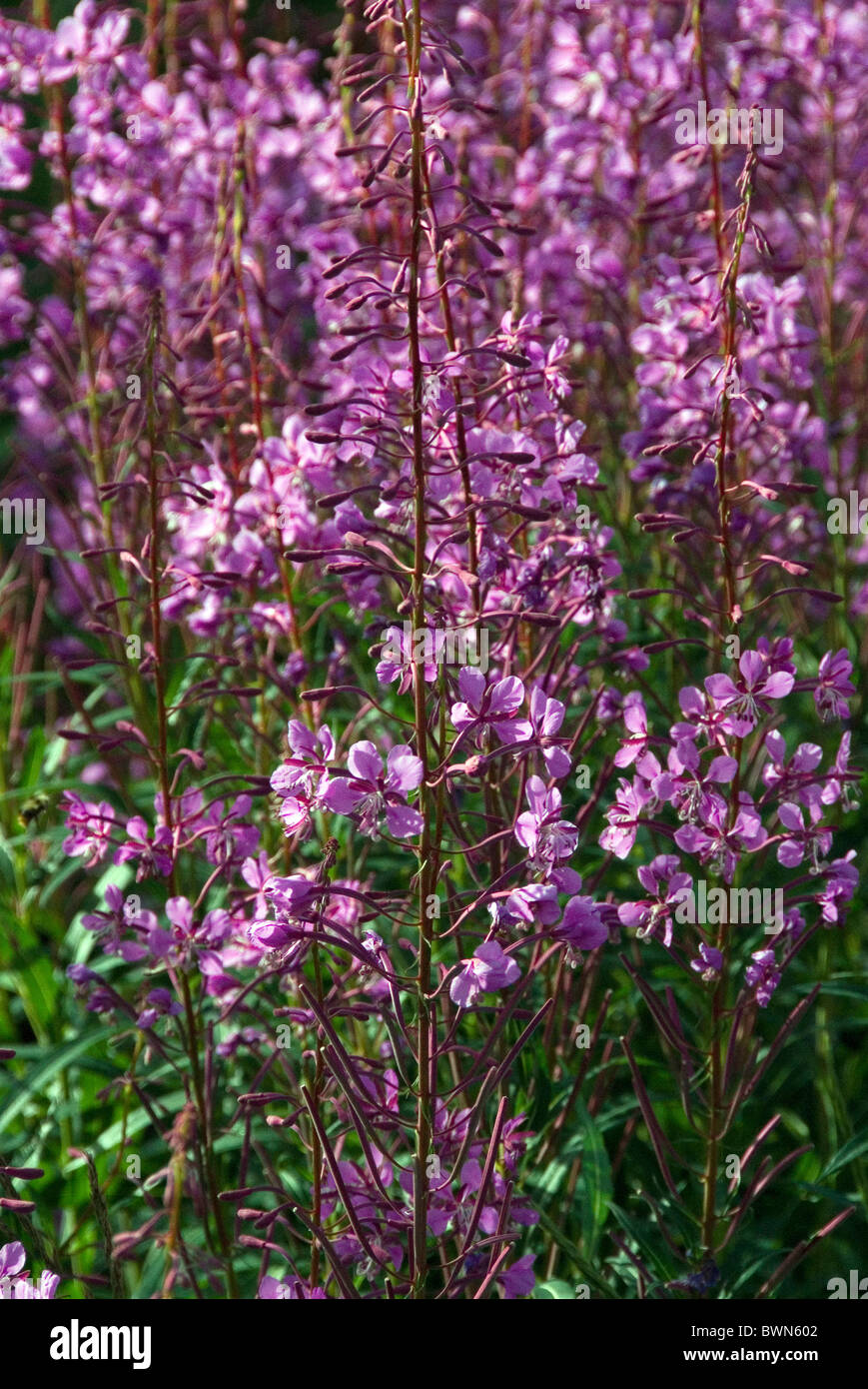 Fireweed Epilobium angustifolium blossom flowering flower purple nature ...