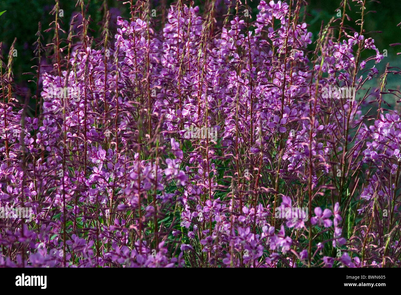 Fireweed Epilobium angustifolium blossom flowering flower purple nature ...