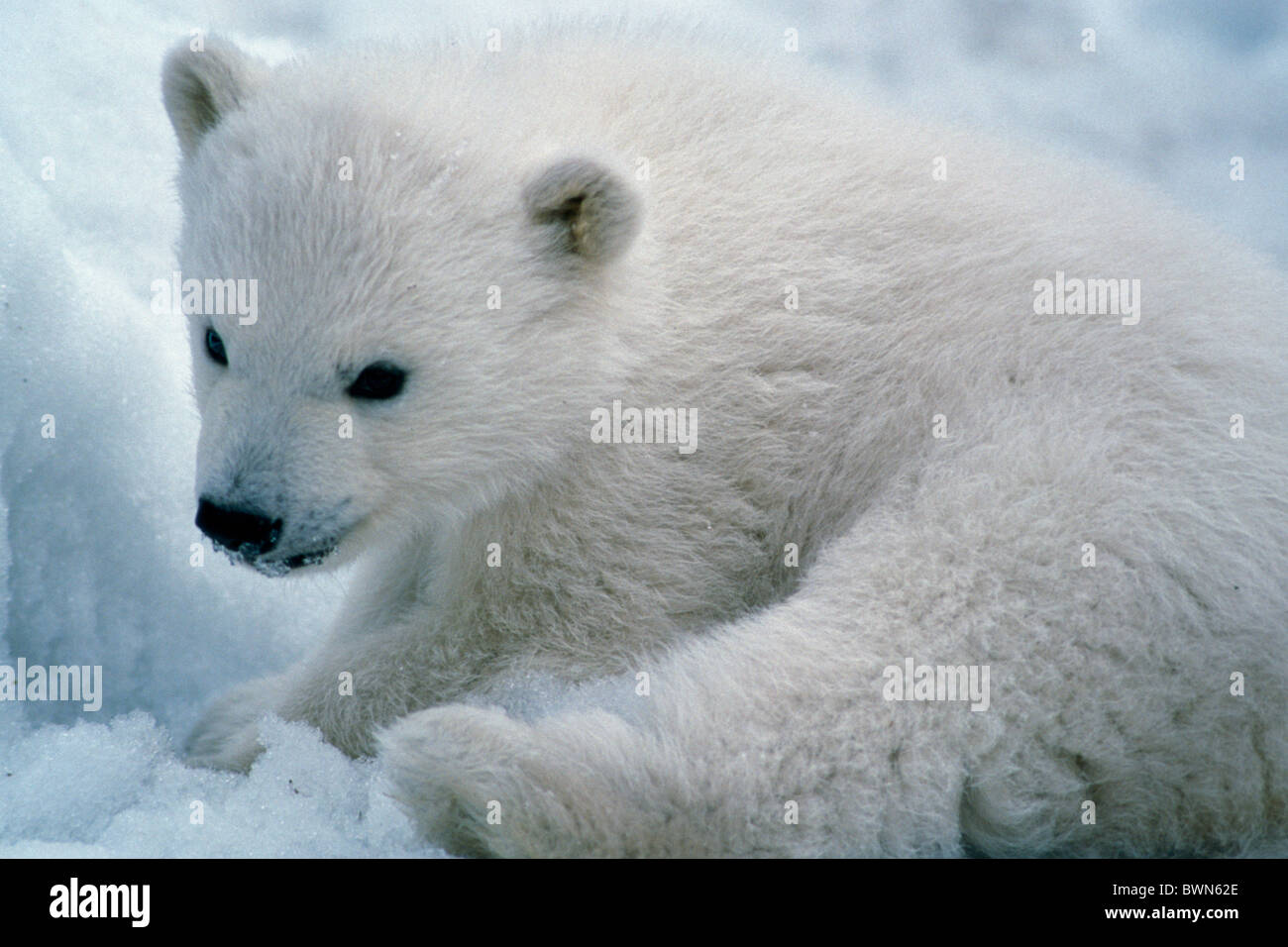 Polar bear Ursus maritimus growling portrait white baby cub offspring ...