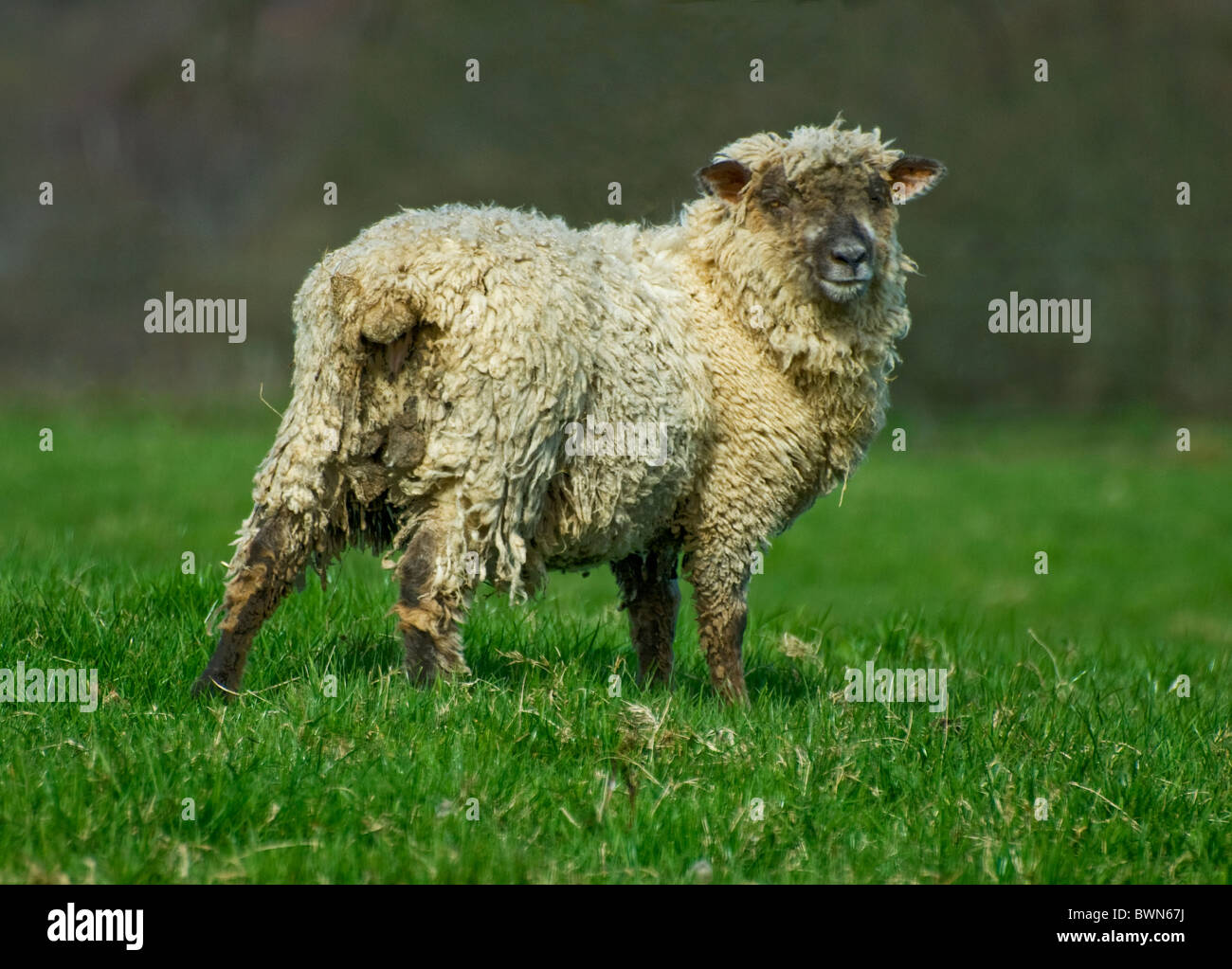Older Sheep with Fleece Falling away on Green Grass Stock Photo - Alamy