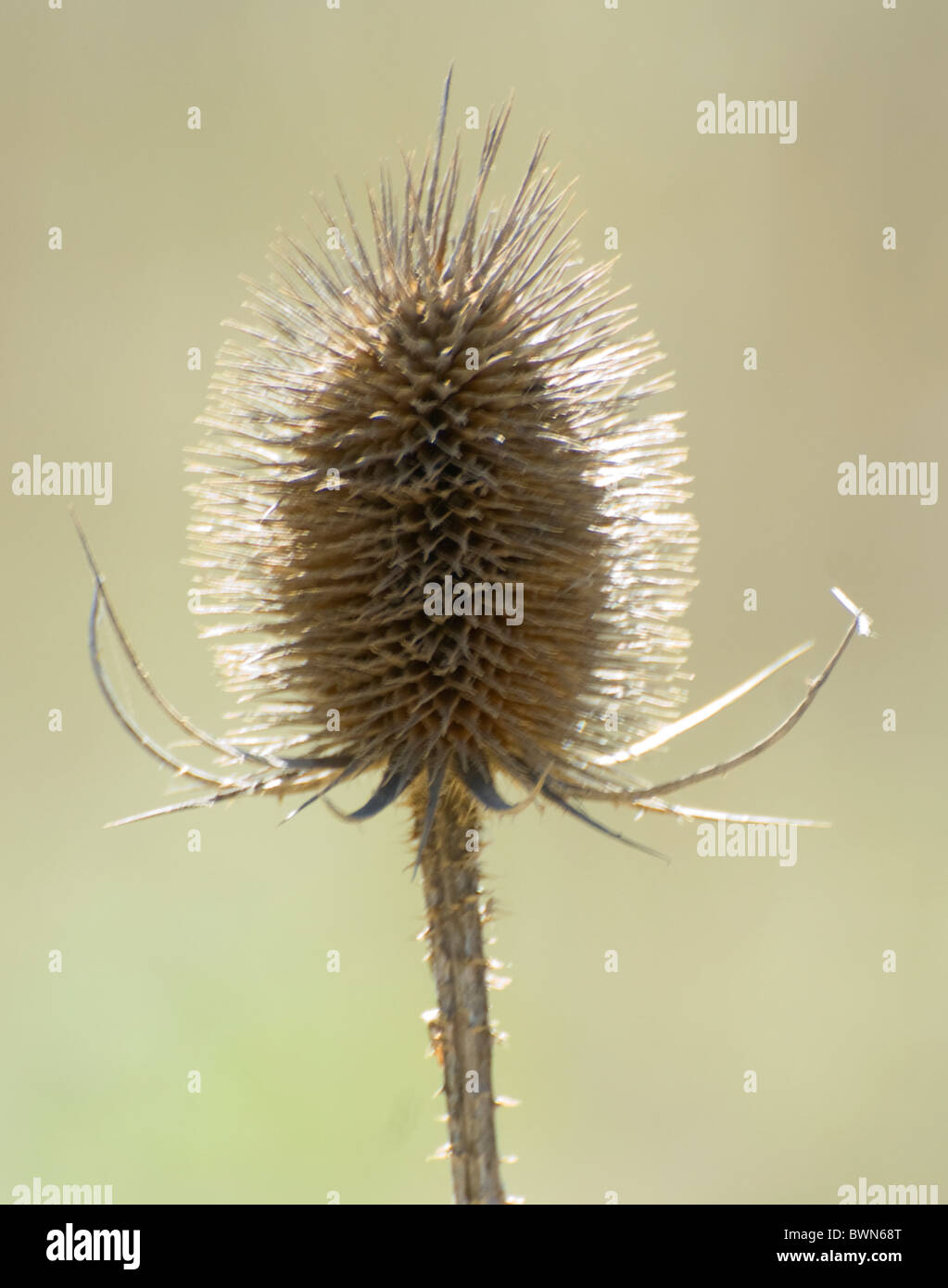 Thistle Shell Seed Head with sunshine halo Stock Photo - Alamy