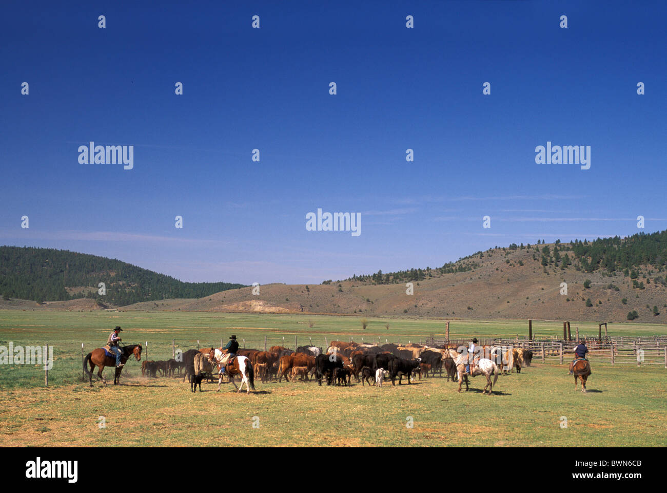 Ponderosa ranch hi-res stock photography and images - Alamy