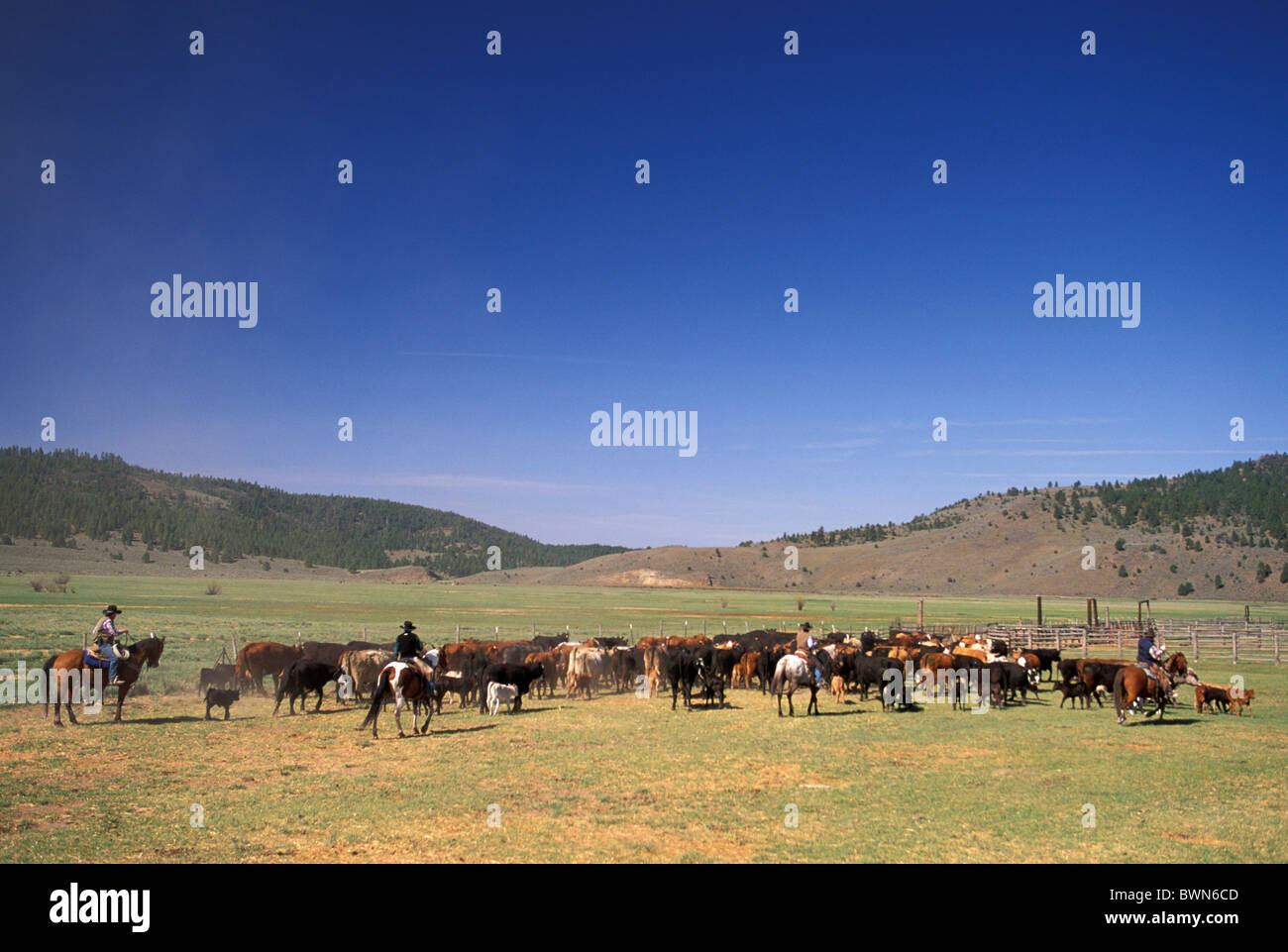 USA America United States North America Cowboys herding cattle ...