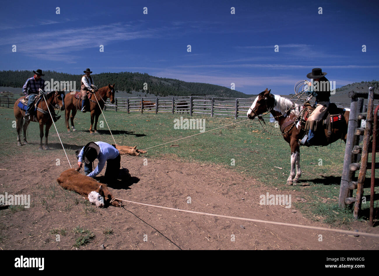 USA America United States North America Cowboys cattle Ponderosa Cattle ...