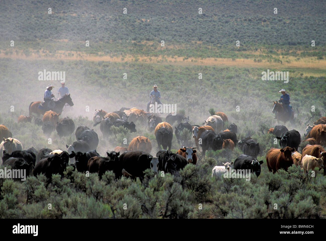 USA America United States North America Cowboys herding cattle ...