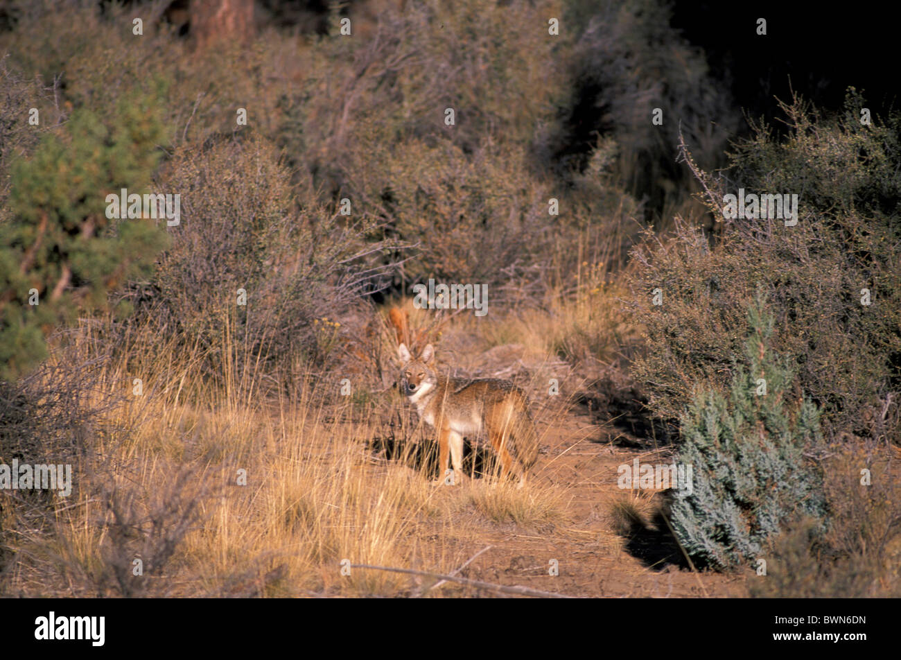 USA America United States North America Coyote animal Canis latrans ...