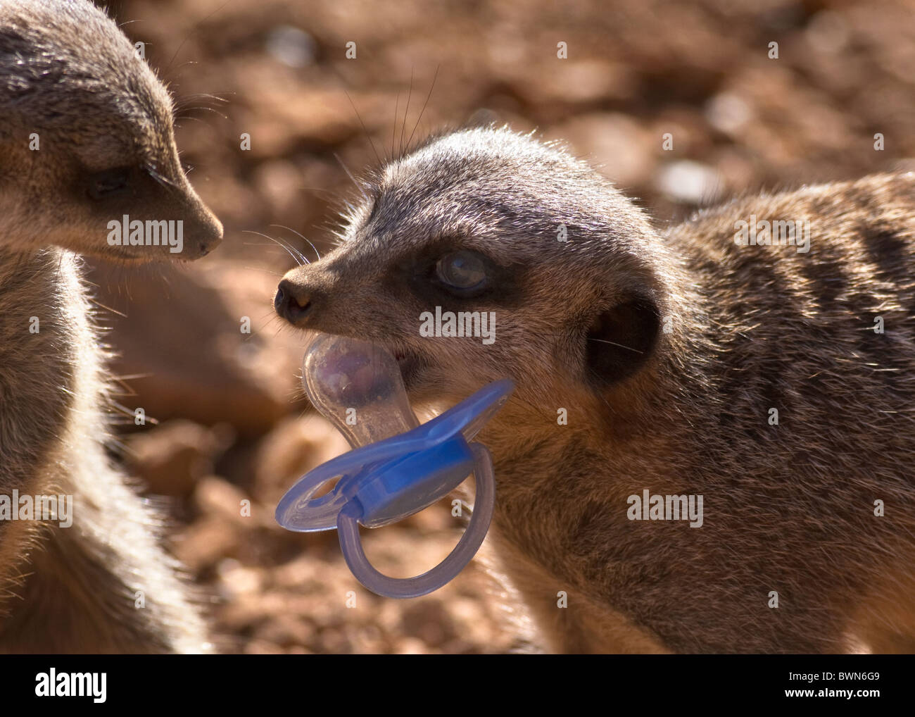 Babies baby dummy hi-res stock photography and images - Alamy