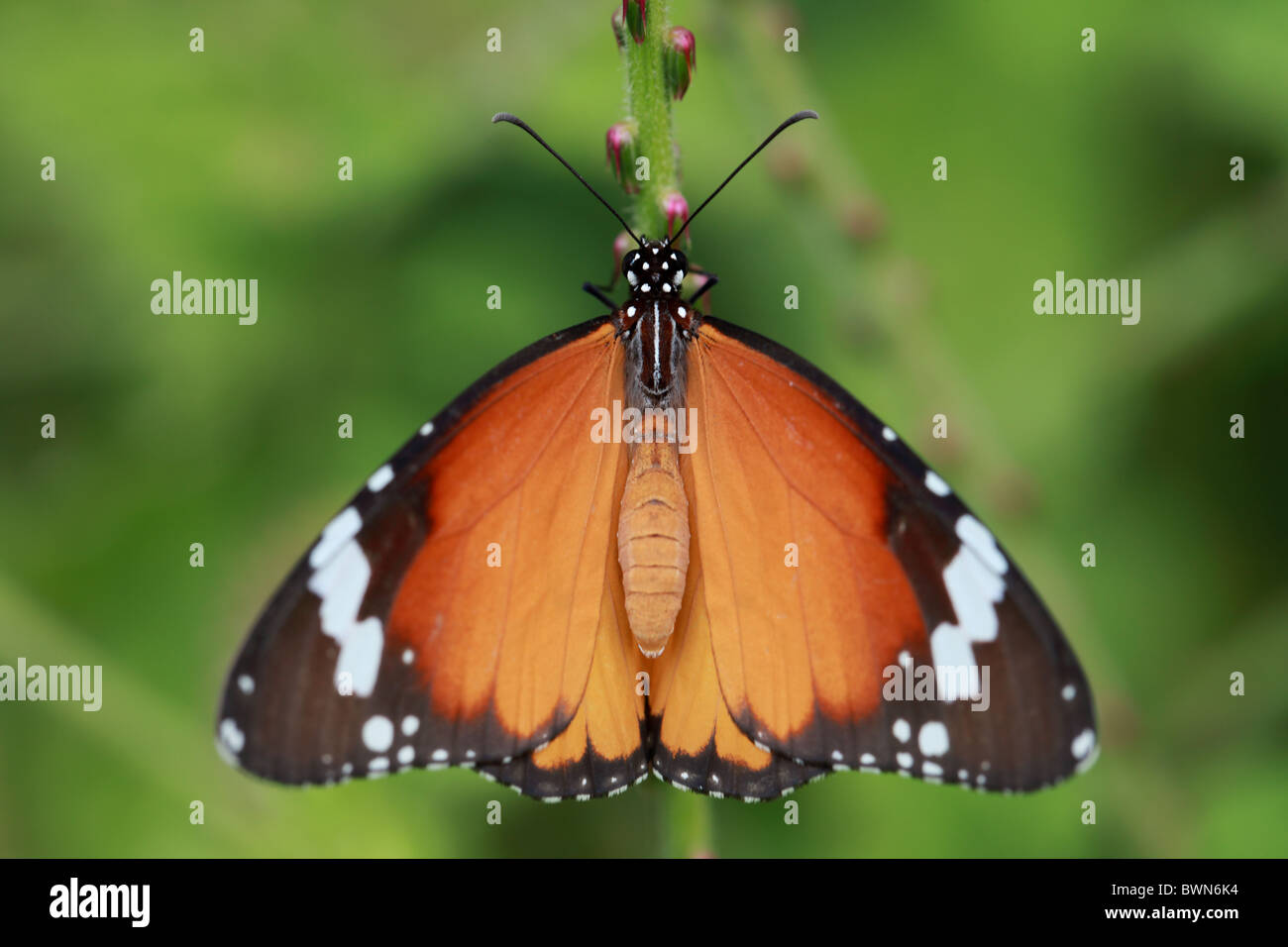 Indian common tiger hi-res stock photography and images - Alamy