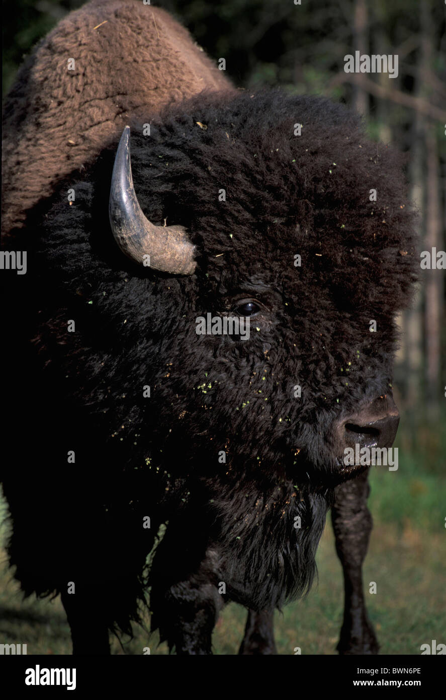 Canada North America America Wood Bison Bison bison athabascae Elk ...