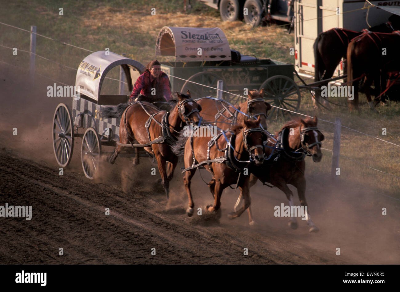 Canada North America America Chuckwagon race Rodeo Rockyford Alberta ...