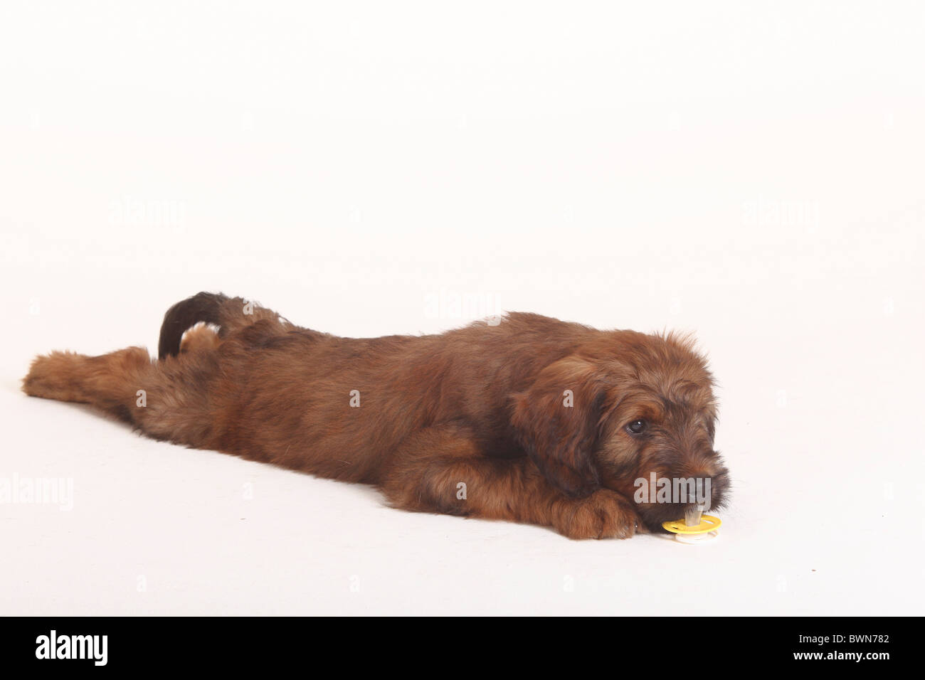 Briard, puppy, 9 weeks, with baby-soother / Berger de Brie, pacifier ...