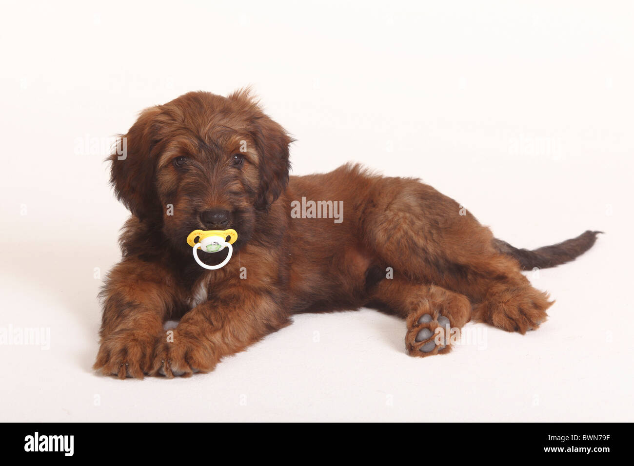Briard, puppy, 9 weeks, with baby-soother / Berger de Brie, pacifier ...