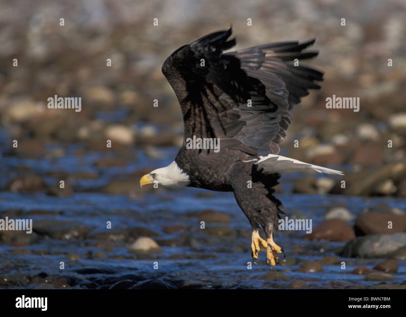 Canada North America America Bald Eagle Haliaeetus leucocephalus Queen ...