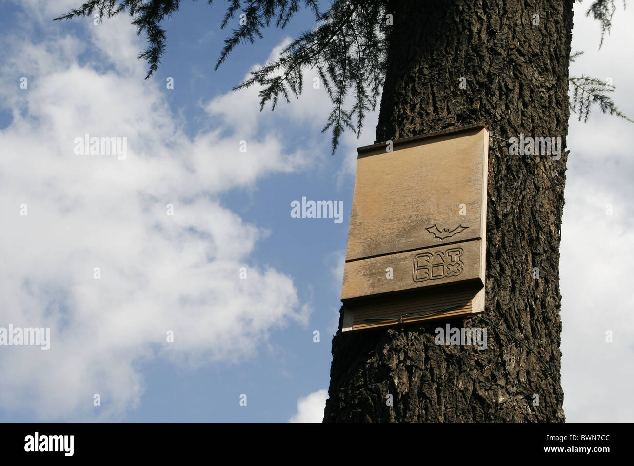 man made bat box shelter on pine tree in woods Stock Photo - Alamy