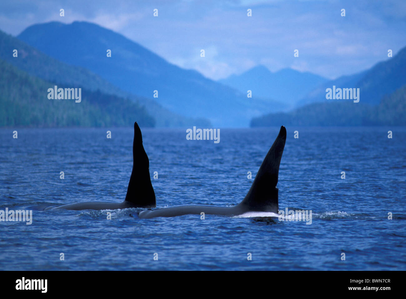 Canada North America America Killer Whale Orcinus orca Orca Gwaii ...