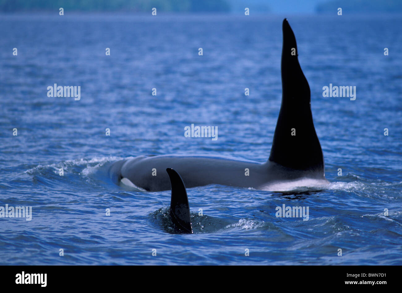 Canada North America America Killer Whale Orcinus orca Orca Gwaii ...