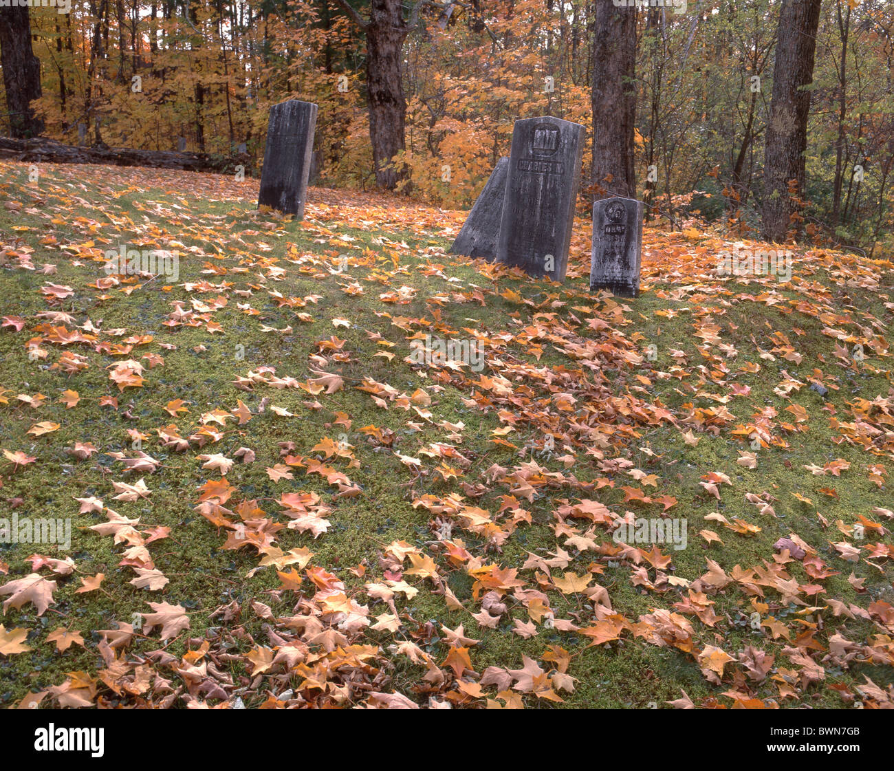 USA America United States North America Cemetery fall leaves Farmington ...