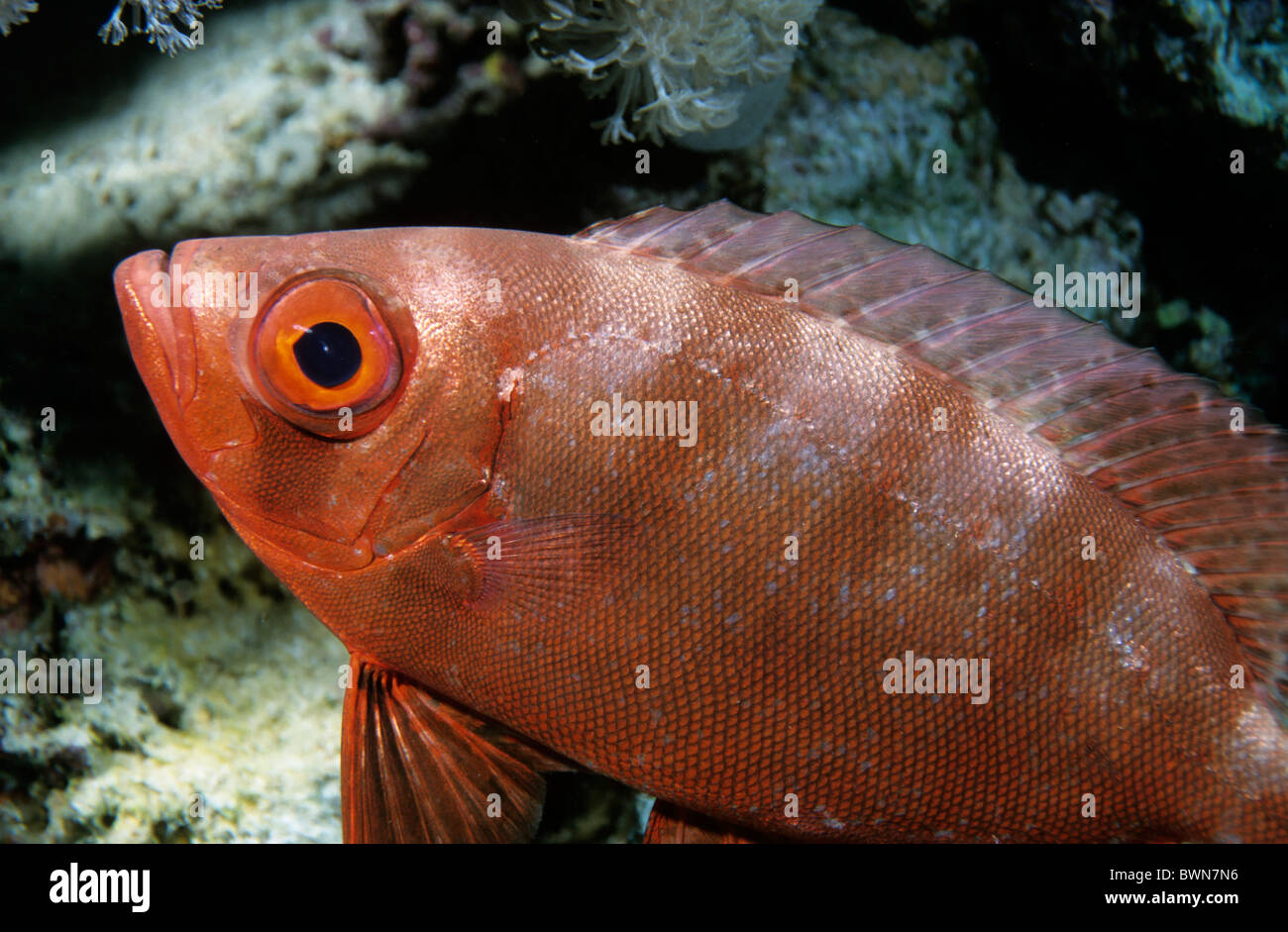 Blochii hi-res stock photography and images - Alamy