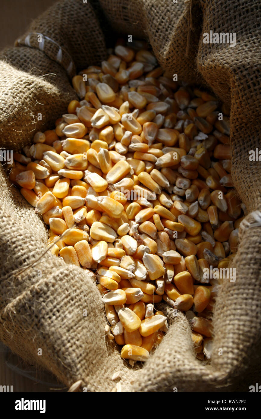 sack full of corn Stock Photo - Alamy