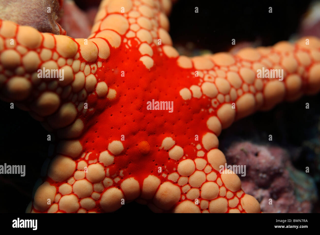 Red starfish fromi hi-res stock photography and images - Alamy