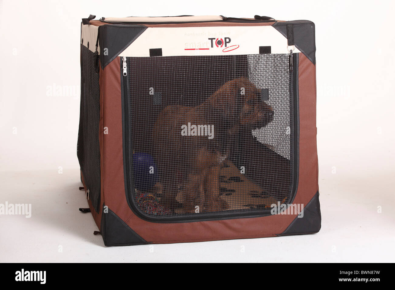 Berger de brie dogs in hi-res stock photography and images - Alamy