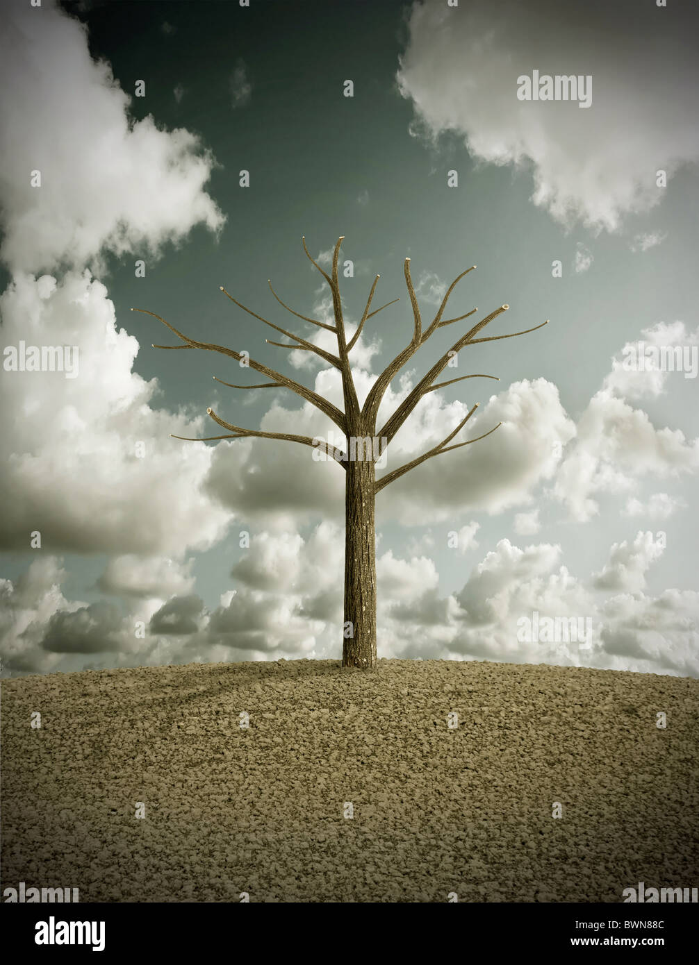 dry tree and cloudy sky Stock Photo - Alamy