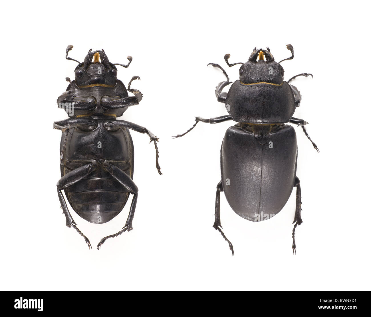 high quality scarab isolated on white background different point of ...