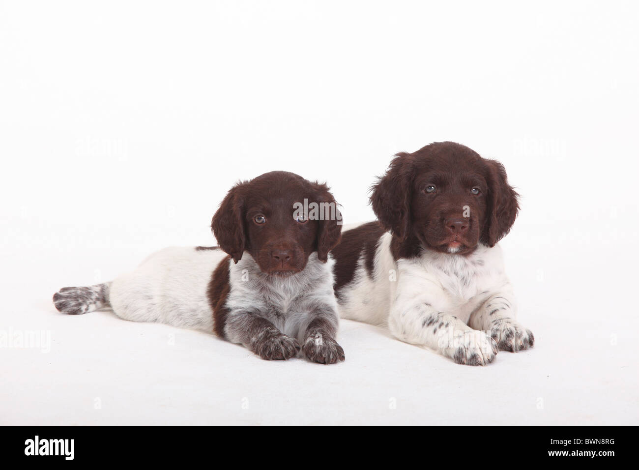 Small Munsterlander, puppies, 7 weeks / Kleiner Münsterländer Stock ...
