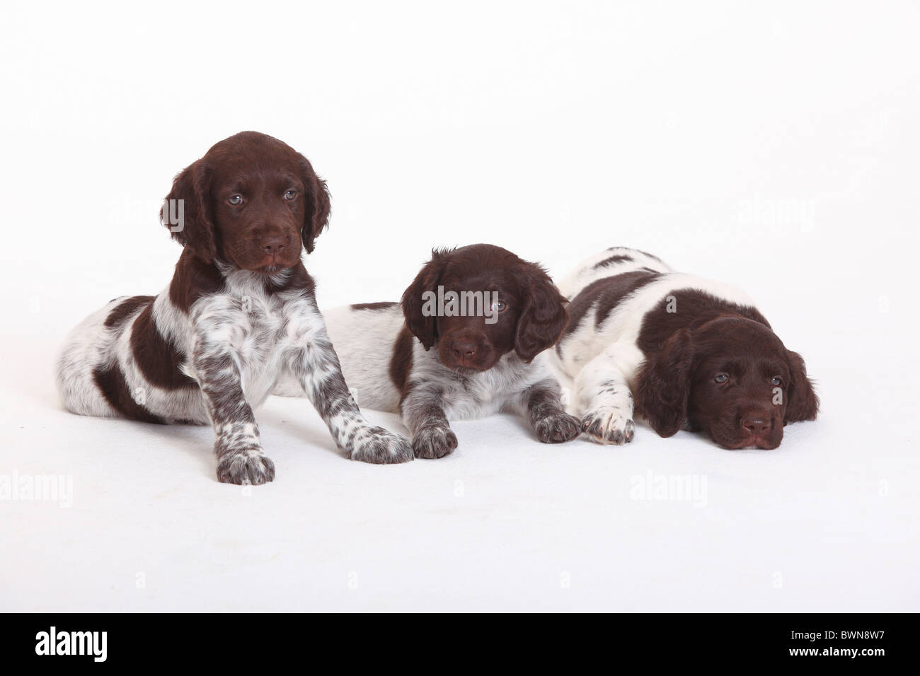 Small Munsterlander, puppies, 7 weeks / Kleiner Münsterländer Stock ...