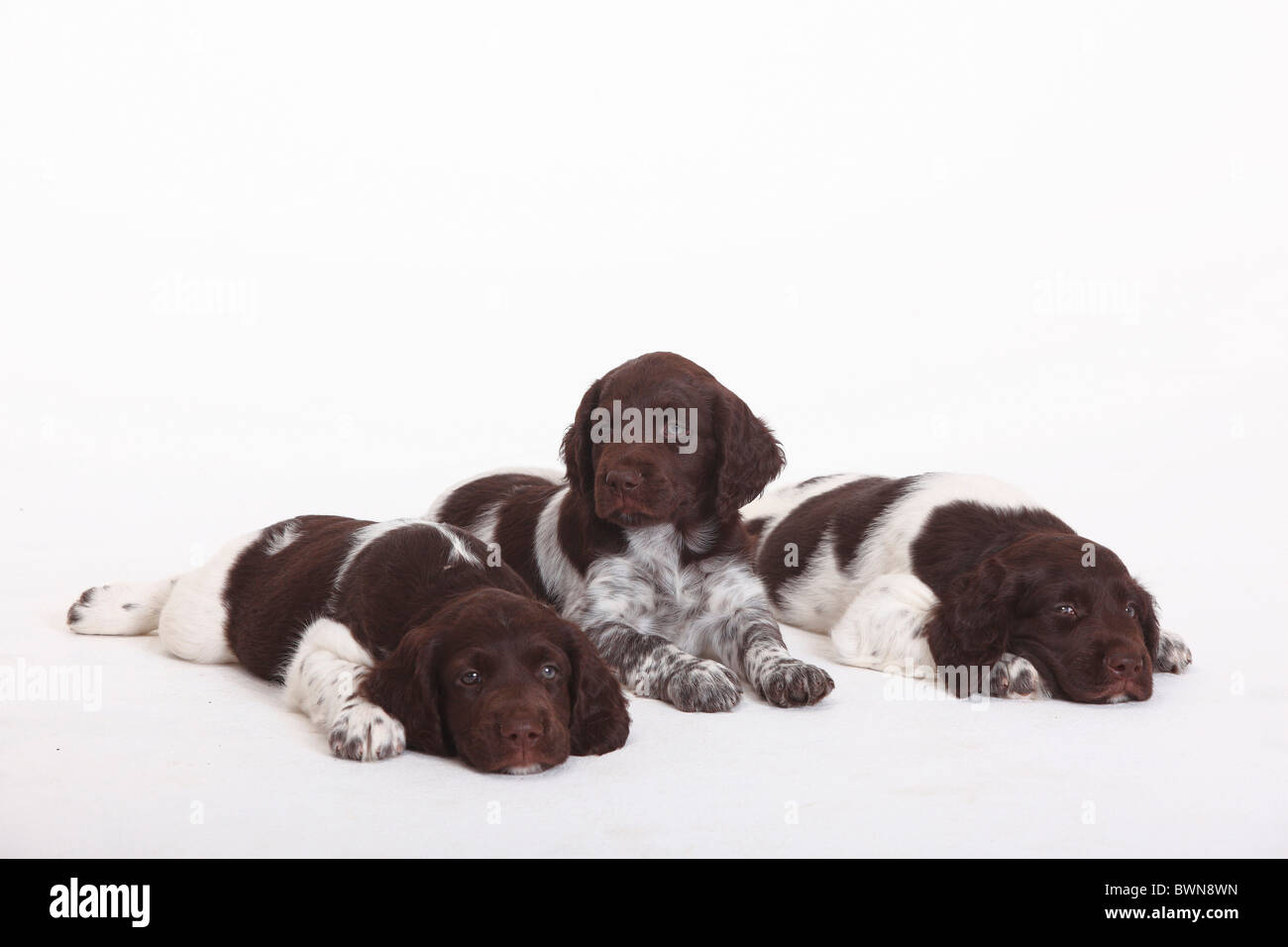 Small Munsterlander, puppies, 7 weeks / Kleiner Münsterländer Stock ...