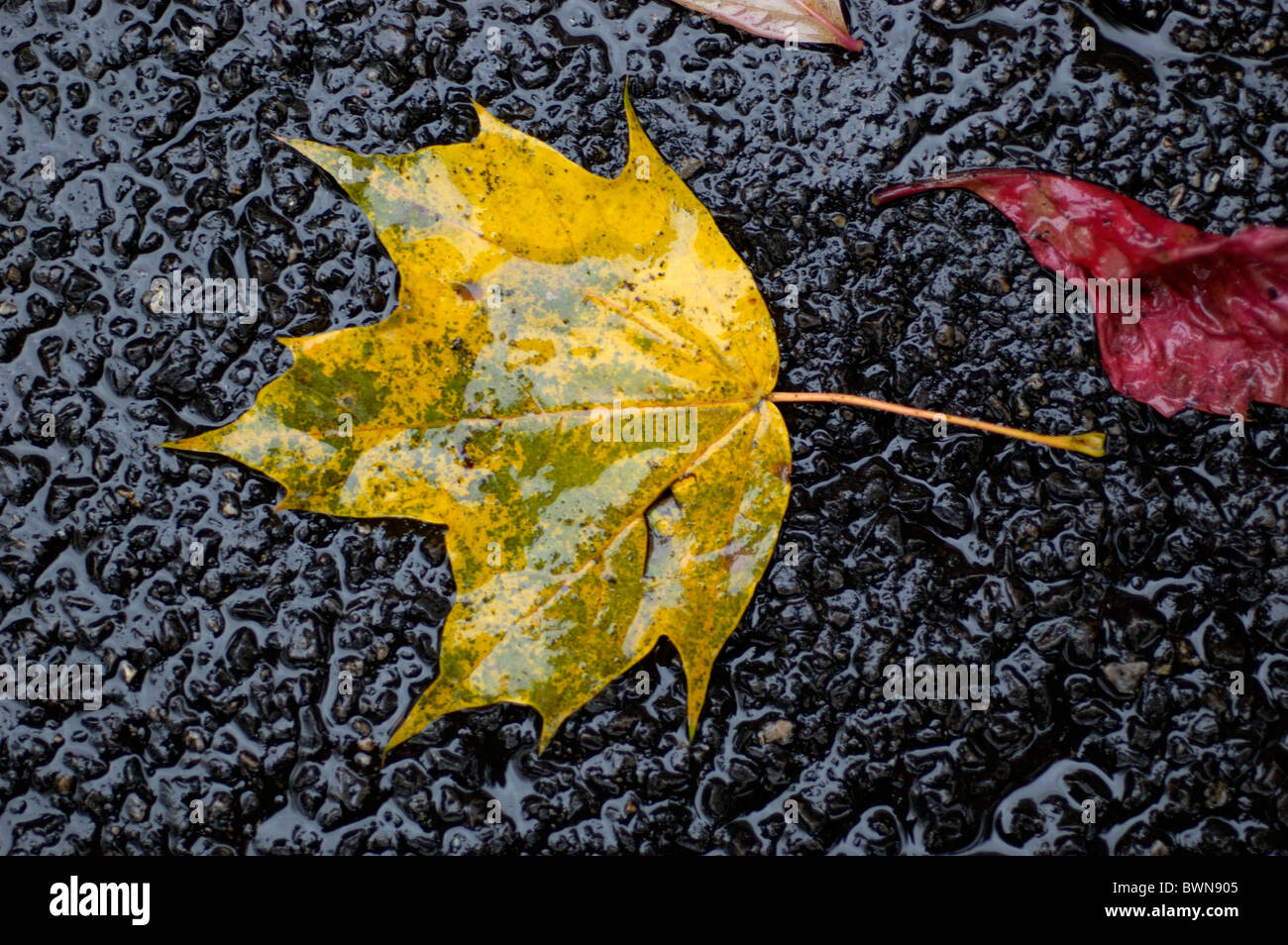 Pavement autumn close-up detail maple leaf leaves wet rainy rain water asphalt ground Stock ...