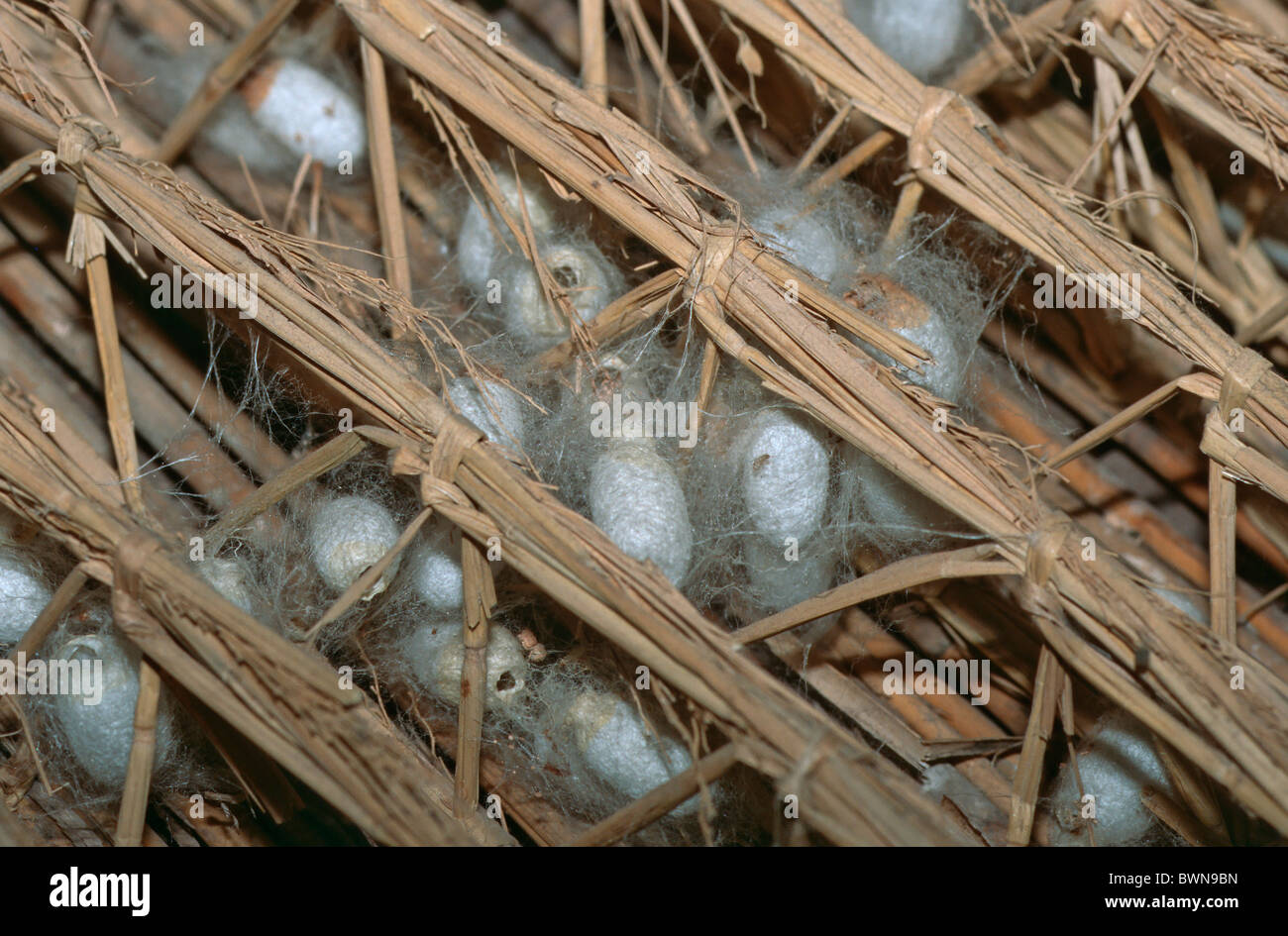 Mulberry silk cocoons hi-res stock photography and images - Alamy