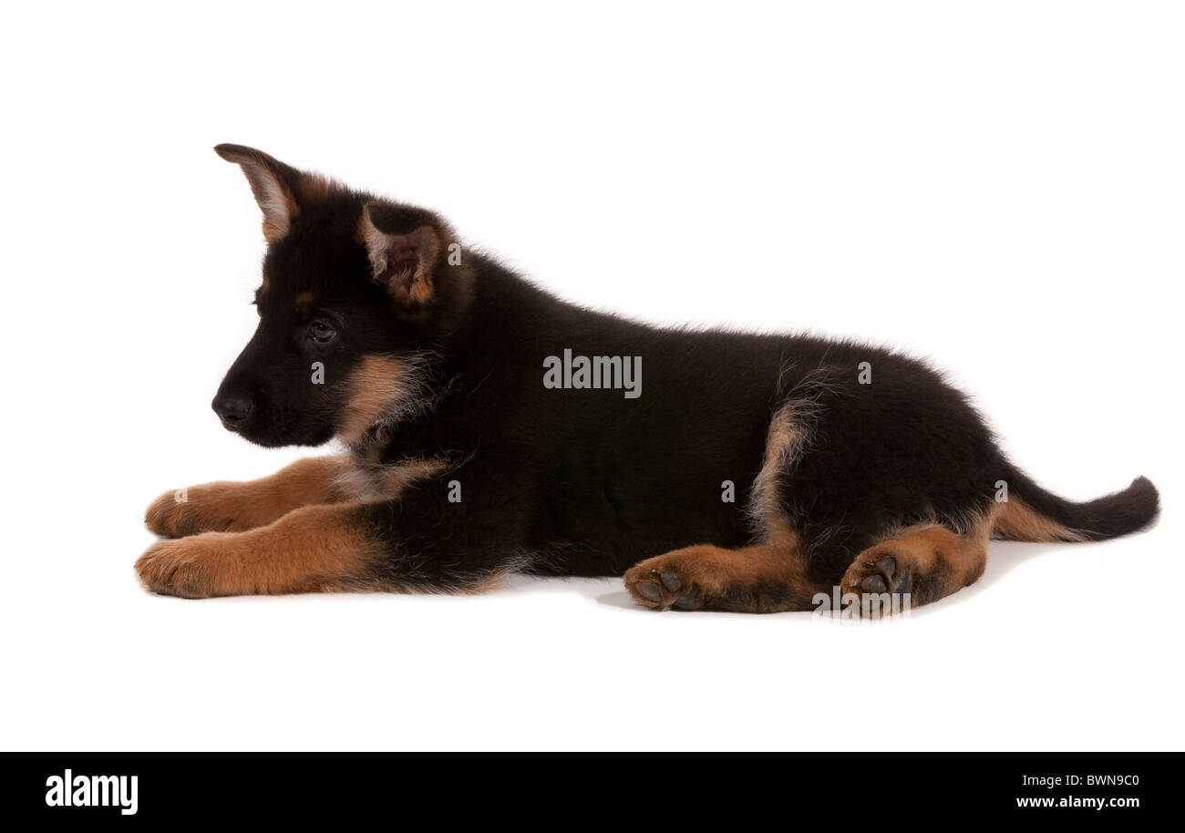 Gsd puppies Cut Out Stock Images & Pictures - Alamy