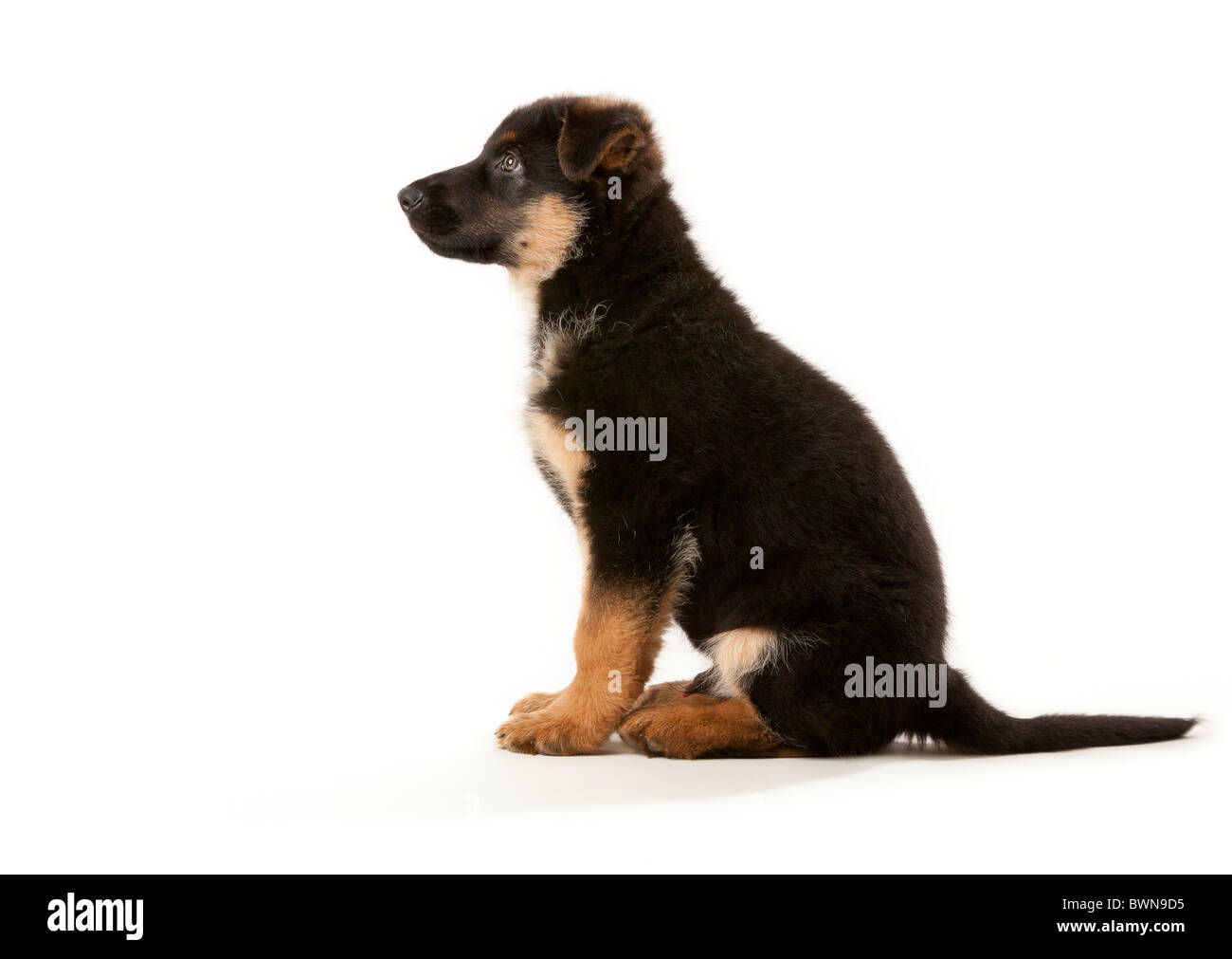 German Shepherd Dog puppy at nine weeks old Stock Photo - Alamy