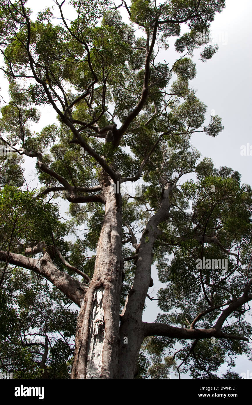 Large trees at Karri Valley Stock Photo - Alamy