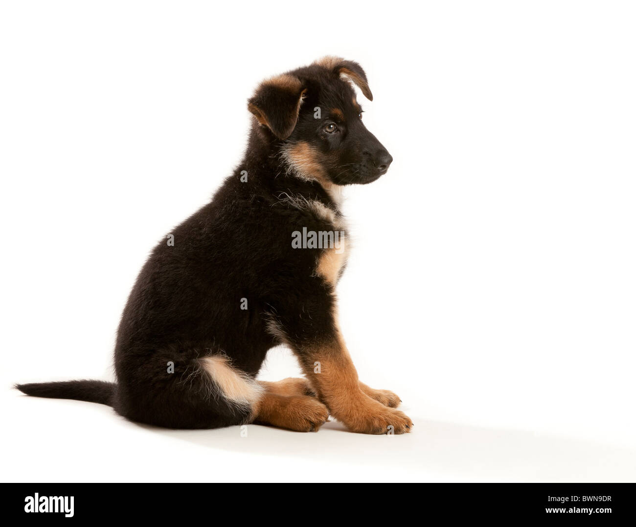 German Shepherd Dog puppy at nine weeks old Stock Photo - Alamy